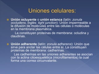 Tema 2 Tejido Epitelial | PPT