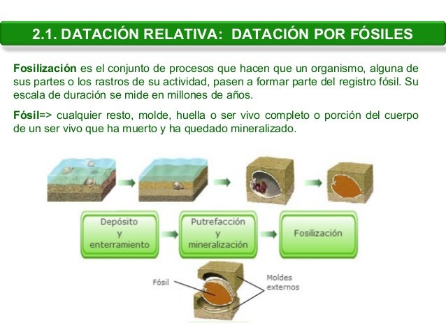 Registro Fosil Y Datacion Radiometrica - https saluda sanidadmadrid org