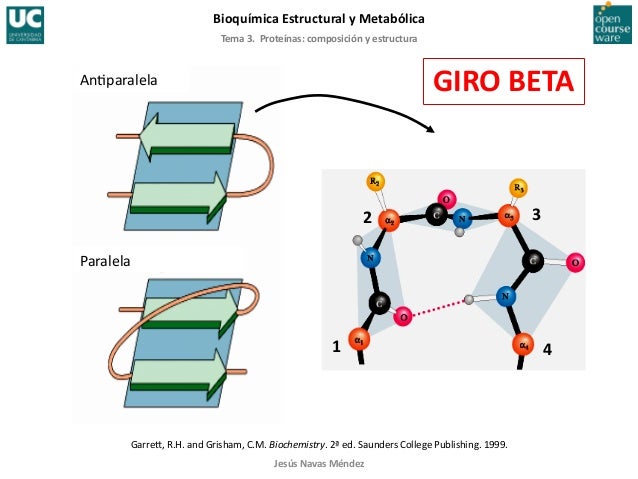 Tema 3. proteinas. composicion y estructura