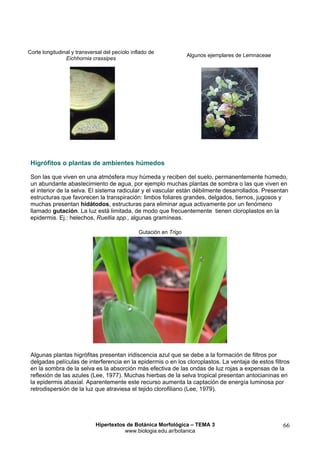 Tema3-Flor - Hipertextos de Botánica Morfológica www.biologia.edu.ar