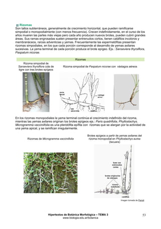 Tema3-Flor - Hipertextos de Botánica Morfológica www.biologia.edu.ar