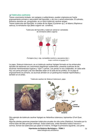 Tema3-Flor - Hipertextos de Botánica Morfológica www.biologia.edu.ar