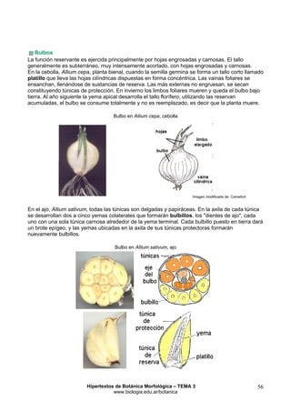 Tema3-Flor - Hipertextos de Botánica Morfológica www.biologia.edu.ar