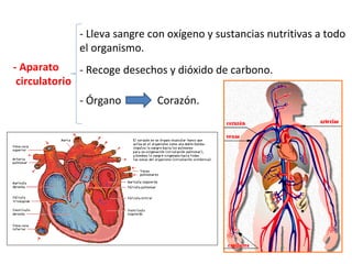 Tema 3. el cuerpo humano y la relación. | PPT