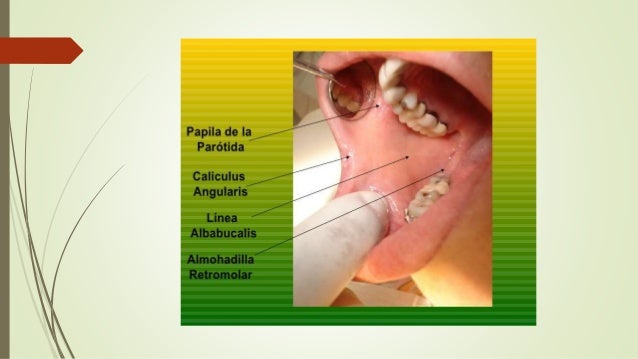 Estudio del Sistema Estomatognático