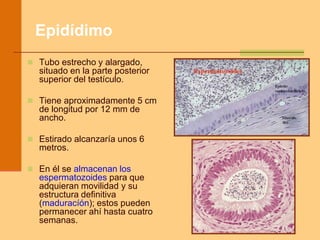 Tema 3. Aparato reproductor masculino 2024 | PDF