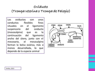 Tema 3. aparato reproductor femenino y masculino | PDF