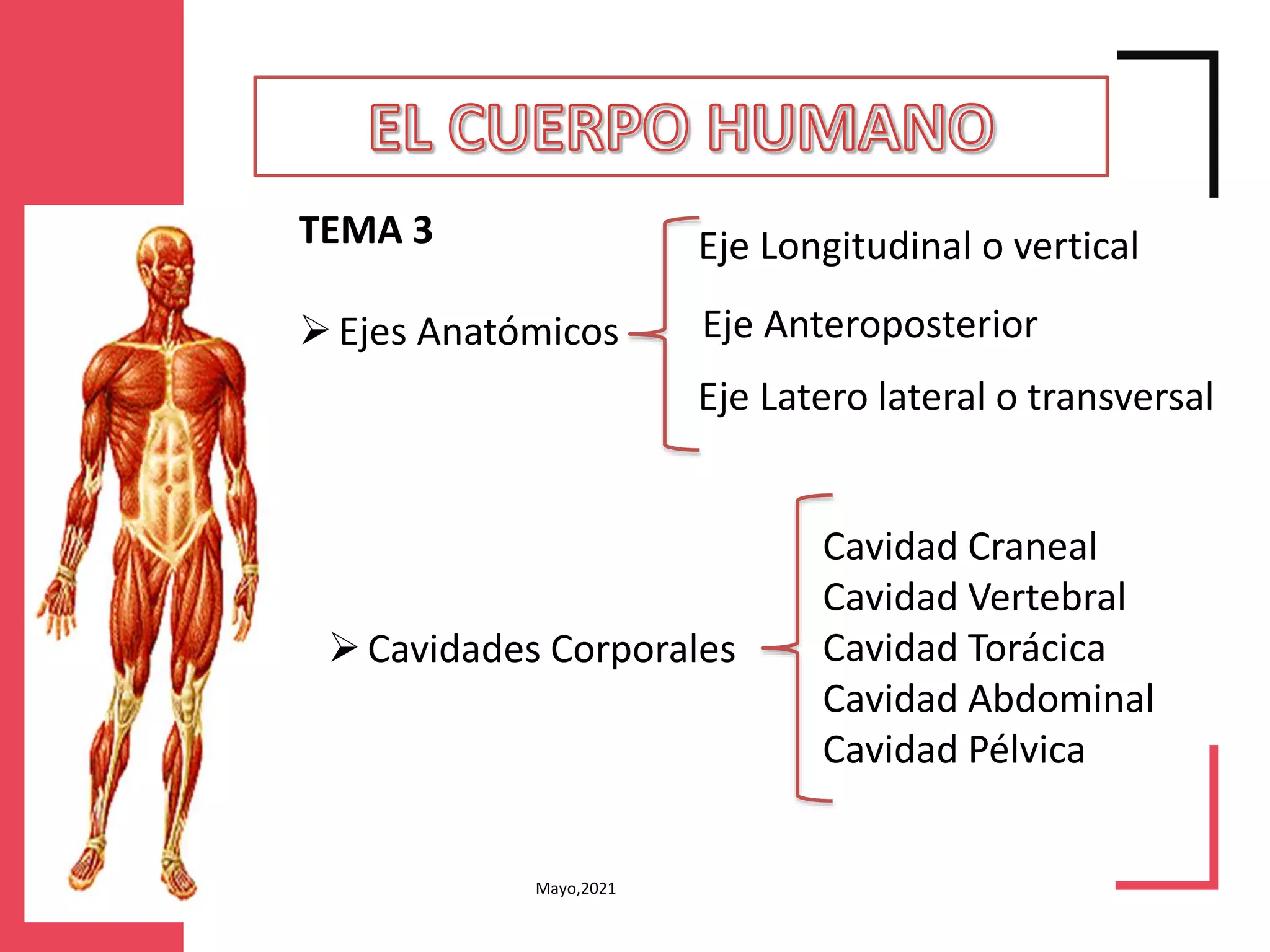 Tema 3. El cuerpo humano | PPT