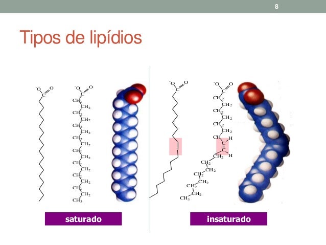Tema 3 composição química celular - lipídios