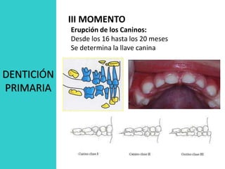 Tema 3 - Desarrollo de la denticion_81679f27bfa46356fdb67a7e1bca1878.pdf