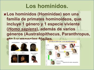 Tema 3 evolución humana | PPTX