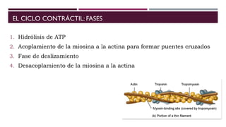 TEMA 3 - Sistema Muscular. Enfermería pdf | PDF