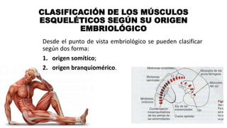 Oriegen de la musculatura del tronco | PPTX