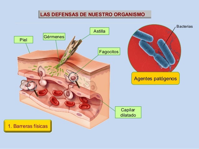 Tema 3 Sistema De Defensa