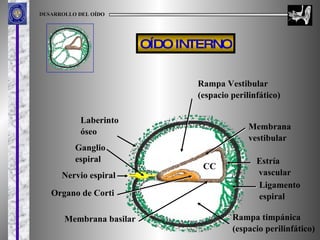 Tema 31 oido | PPT