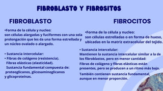 tejido conjuntivo, que es , tipos,funciones | PDF