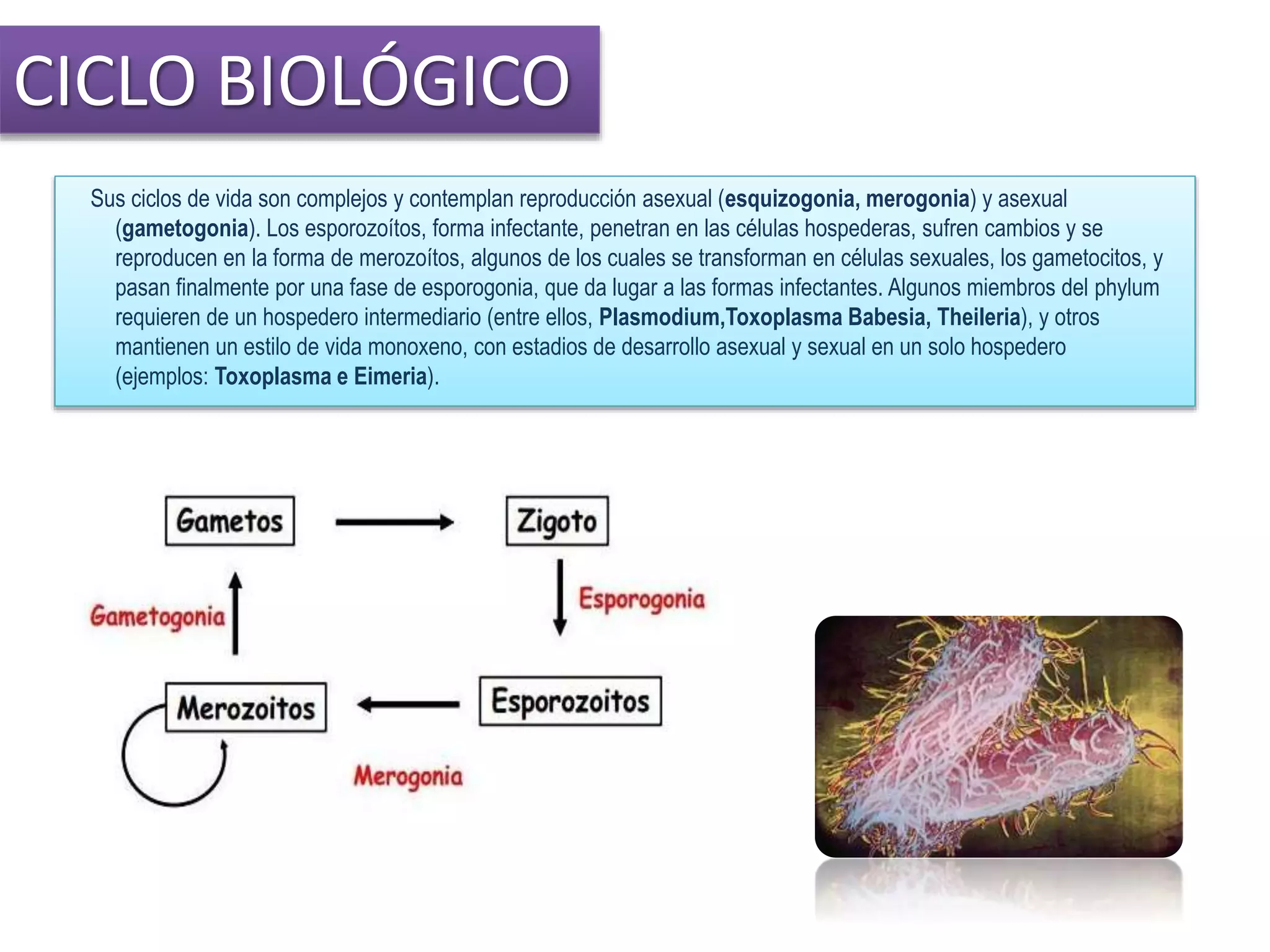 Parasitologia Clinica.. Dante | PPTX | Medical Health