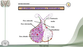 tema 35 HIPOFISIS-EPIFISIS-SUPRARRENAL.ppt