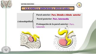 tema 35 HIPOFISIS-EPIFISIS-SUPRARRENAL.ppt