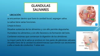 TEMA 3 anatomia de la cavidad oral.pptx