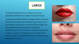 TEMA 3 anatomia de la cavidad oral.pptx