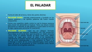 TEMA 3 anatomia de la cavidad oral.pptx