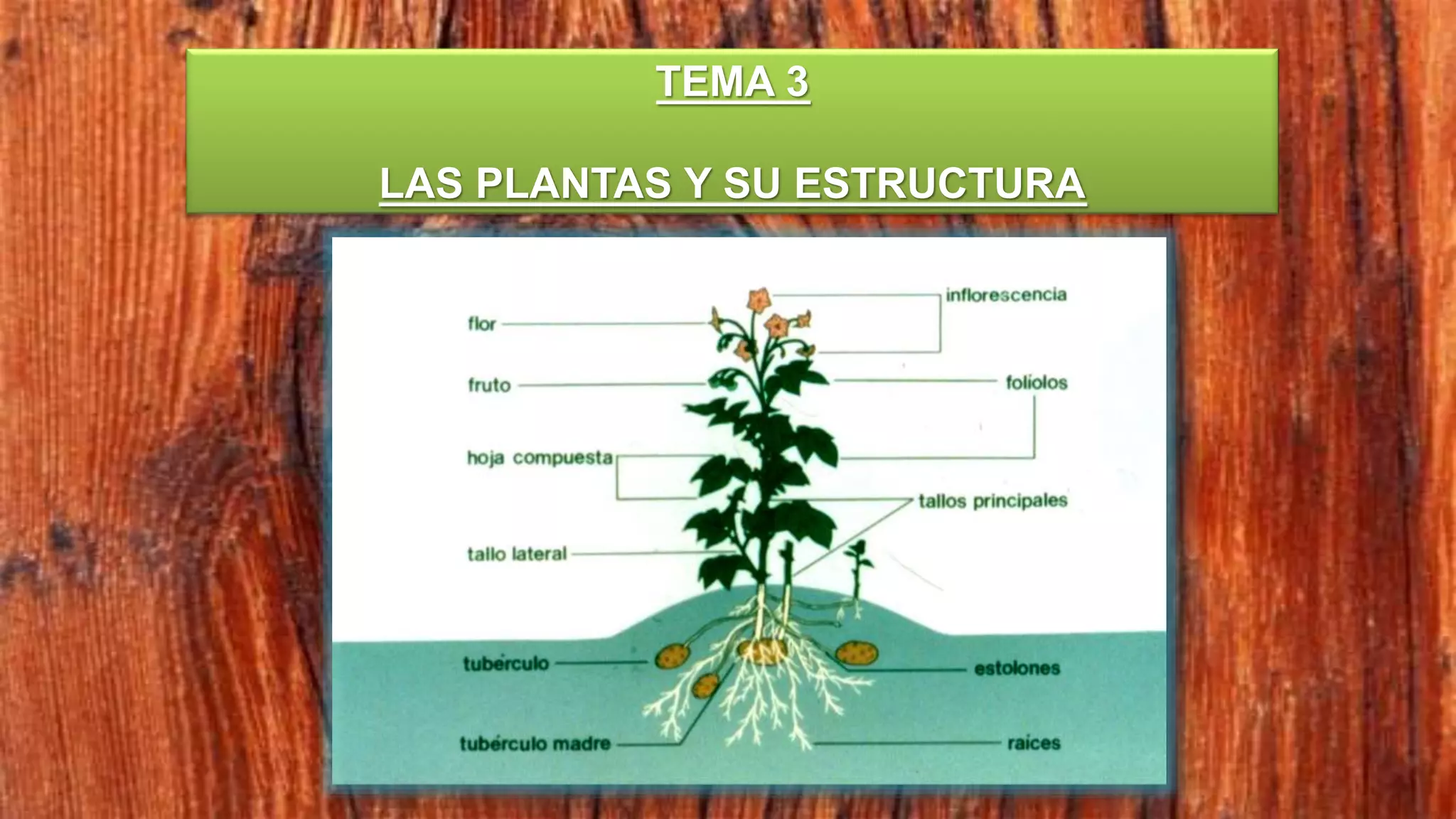 Las plantas y su estructura - Anatomia de la raíz | PPSX