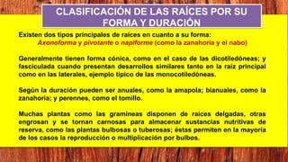 Las plantas y su estructura - Anatomia de la raíz | PPT