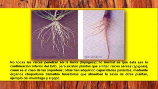 Las plantas y su estructura - Anatomia de la raíz | PPSX