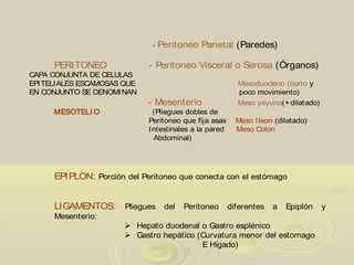 Tema 3 anatomia ii parte | PPS