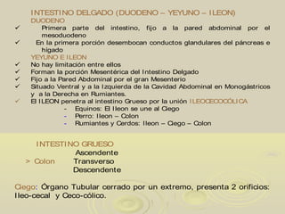 Tema 3 anatomia ii parte | PPS