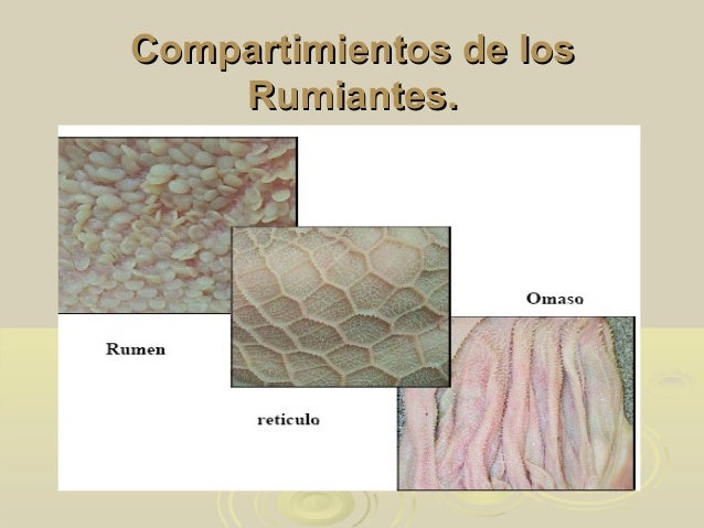 Tema 3 anatomia ii parte