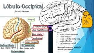 Tema 3 configuracion externa de cerebro cerebelo | PDF