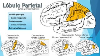 Tema 3 configuracion externa de cerebro cerebelo | PDF
