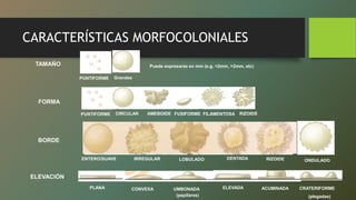 Tema 3 Cultivo de bacterias bacteriología.pptx