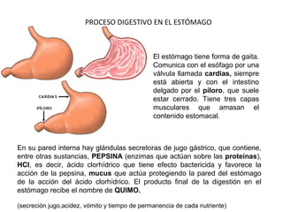 Tema 3 digestivo y respiratorio | PPT