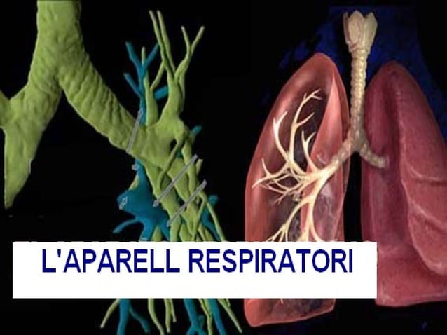 Tema 3 ela aparells respiratori, circulatori i excretor | PPT