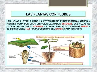 TEMA 3 EL REINO PLANTAS.pptx