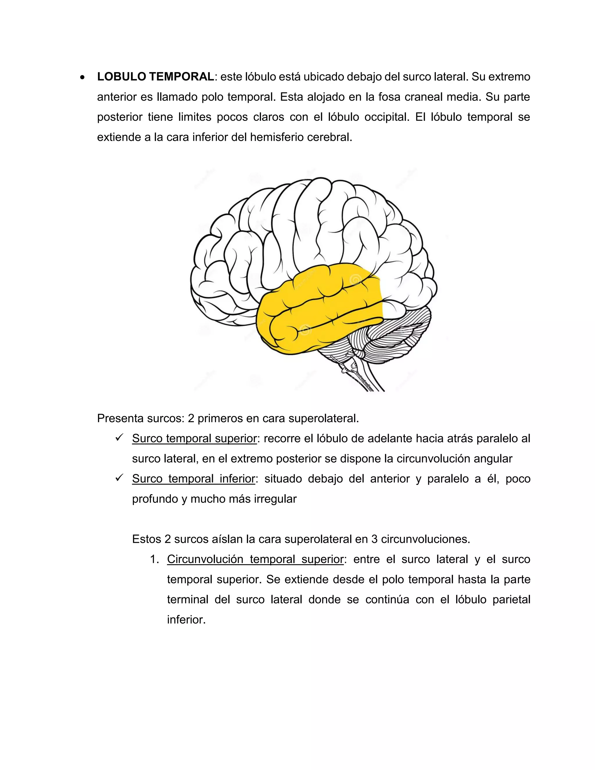 Tema 3 configuración externa de cerebro y cerebelo | PDF