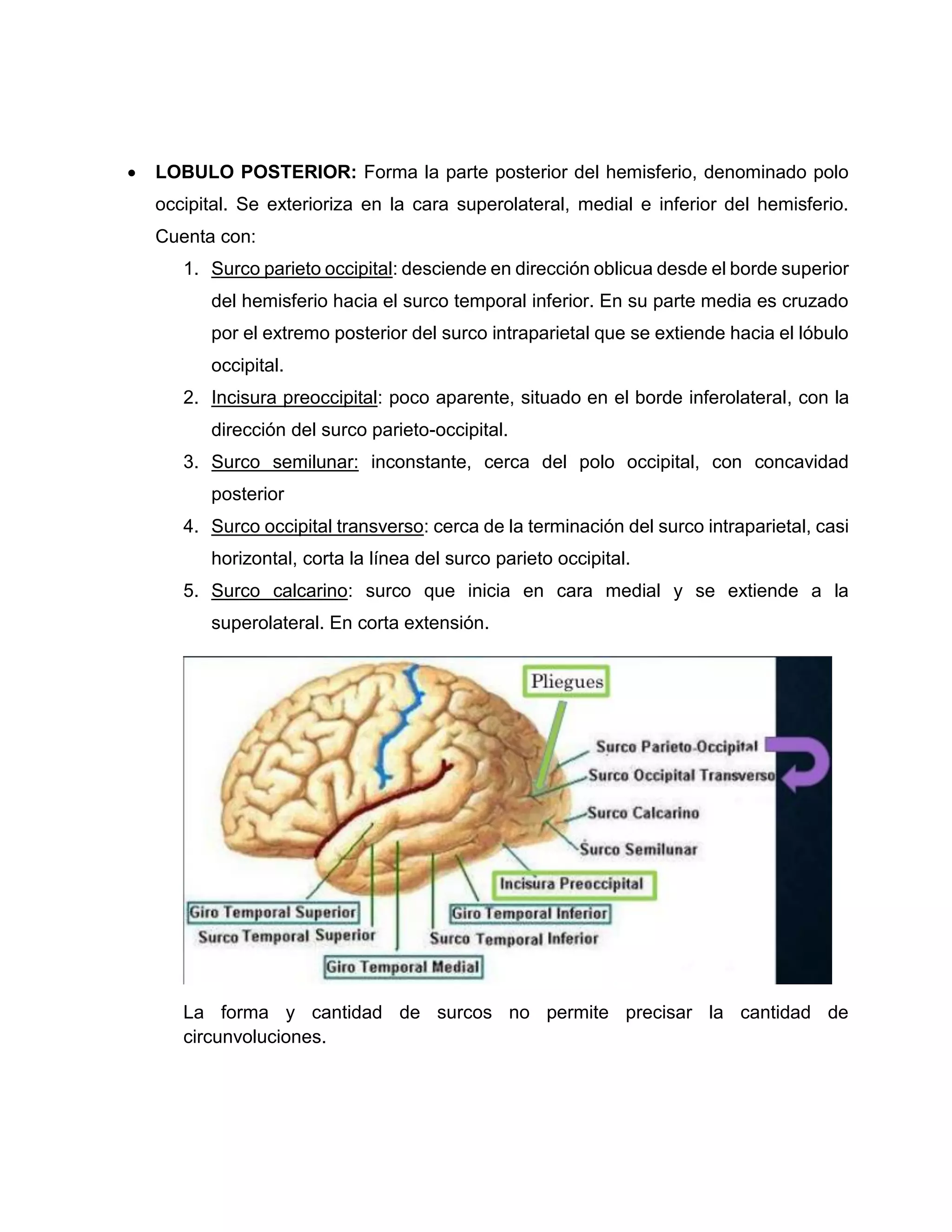 Tema 3 configuración externa de cerebro y cerebelo | PDF