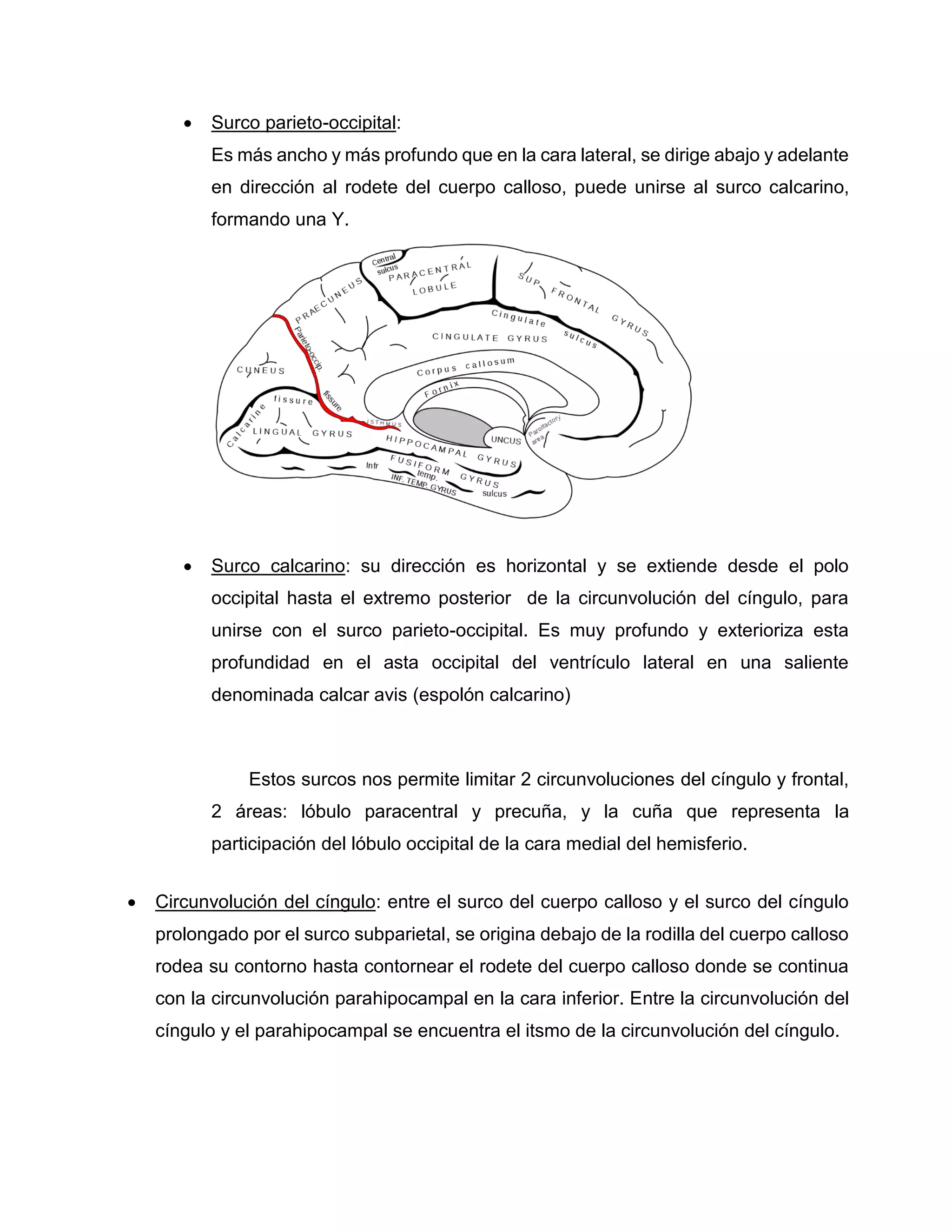 Tema 3 configuración externa de cerebro y cerebelo | PDF