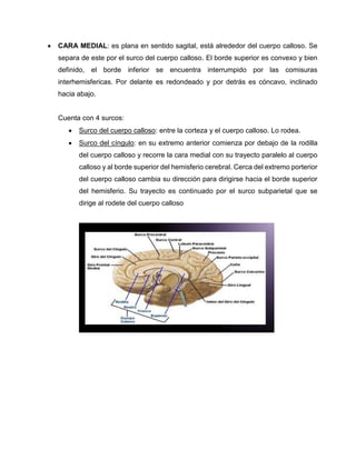 Tema 3 configuración externa de cerebro y cerebelo | PDF