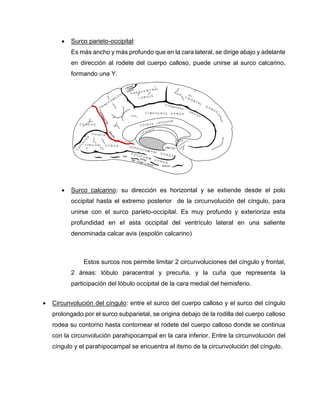 Tema 3 configuración externa de cerebro y cerebelo | PDF