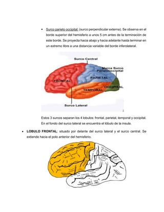 Tema 3 configuración externa de cerebro y cerebelo | PDF