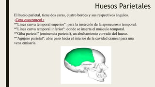 Tema 3, Huesos del craneo 1.pptx