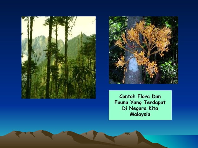 Kepentingan hutan | PPT