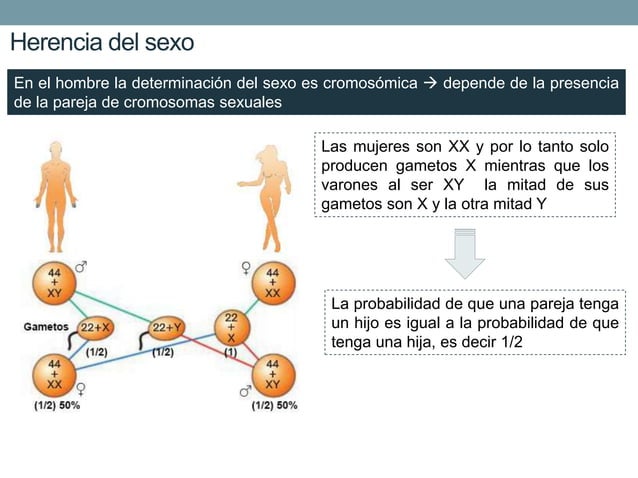 Tema3 Las Leyes De La Herencia Ppt