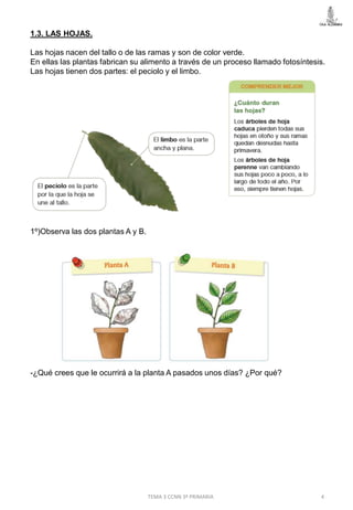 Tema 3 las plantas | PPTX