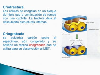 Tema 3 membrana plasmatica estructura, funcion 2017 | PPT