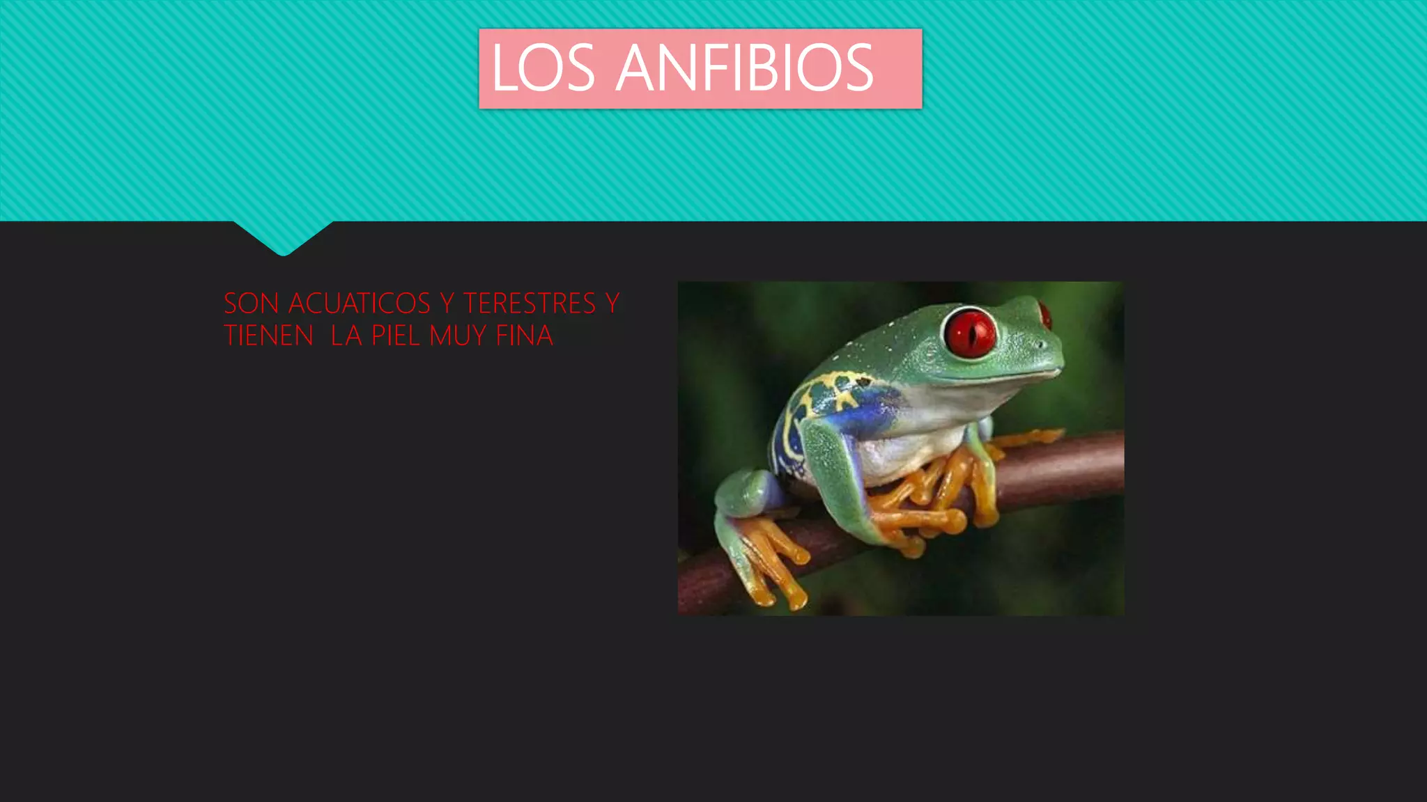LOS CINCO GRUPOS DE VERTEBRADOS. | PPTX | Reptiles | Pets